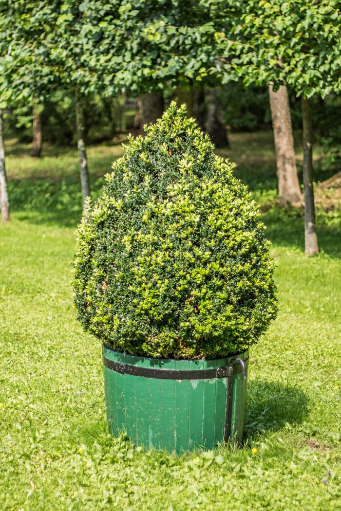 What is Topiary